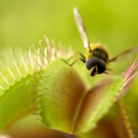 Not All Carnivores Have Teeth Here Are 10 Plant Species That Lure