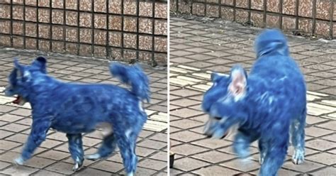 아바타 보고 이런 짓”온통 ‘파란색 칠해진 개 학대 논란