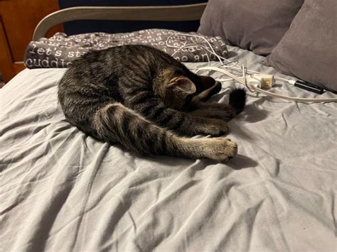 She's sticking her tongue in and out while scratching an itch : r/WhatsWrongWithYourCat