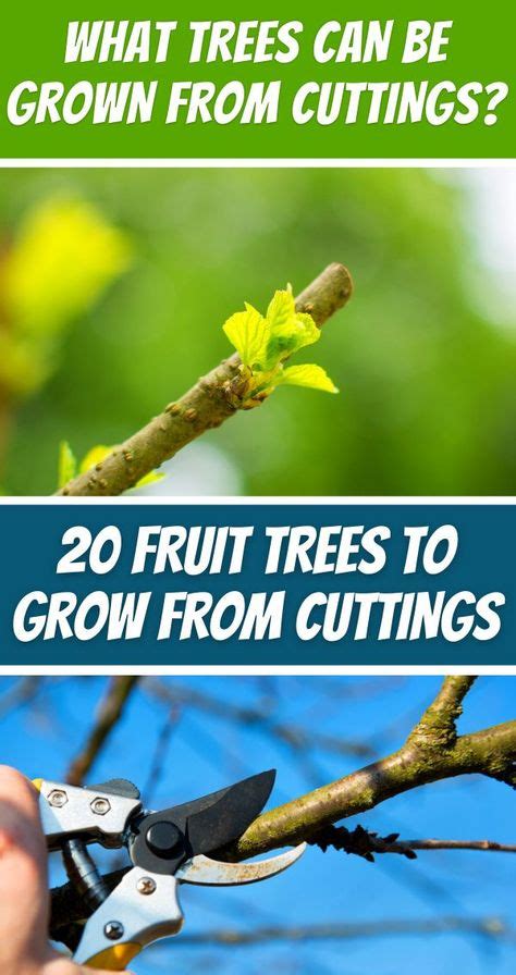 How To Propagate Fruit Trees