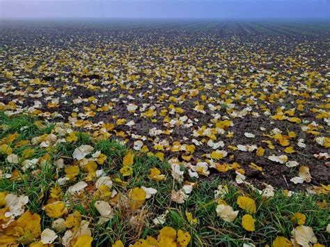 Terrestrial Biogeochemistry