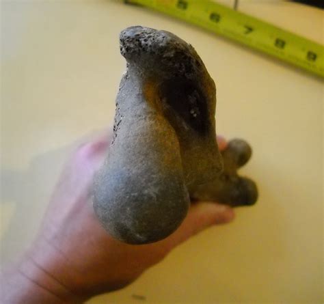 Mammal Femur Fossil Id The Fossil Forum