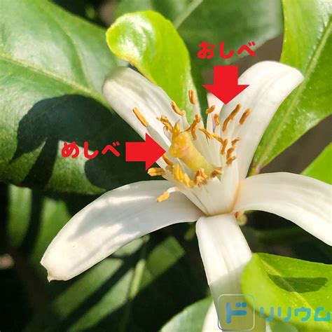 【レモン栽培】雄花・雌花の判別と人工授粉について ドリリウム レモンの木 レモン 栽培 レモン 鉢植え