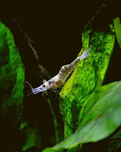 Aquarium Shrimp Eggs Hatching Time Caught On Camera