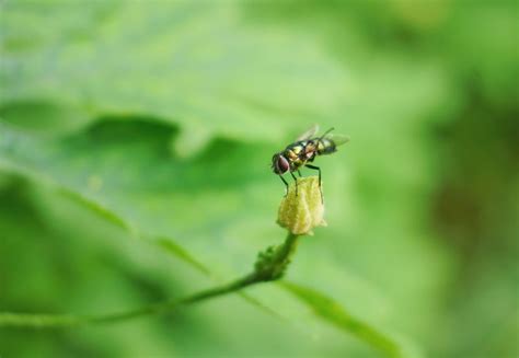 Aung Kyaw Soe On Linkedin Naturephotography Macrophotography Aksphotography Naturelovers