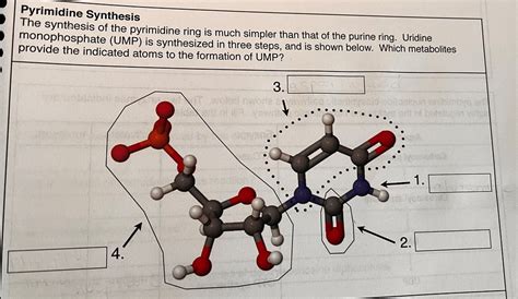 Pyrimidine Biosynthesis Diagram Quizlet