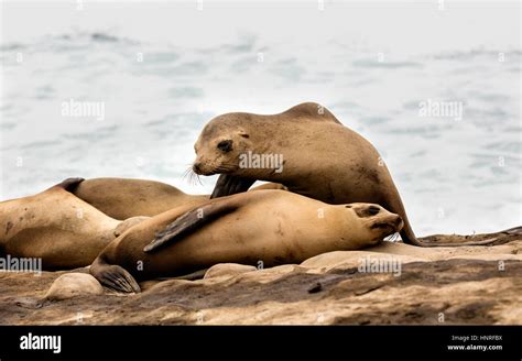 Sea Lions Basking And Socializing At La Jolla Cove California Usa