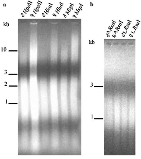 Pattern Of Fragments Obtained After Digestion Of Total Genomic Dna Of