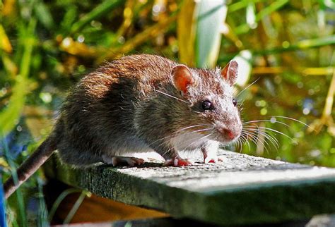 Brown Rat On Wooden Table