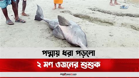 পদ্মায় ধরা পড়লো ২ মণ ওজনের শুশুক Jago News Youtube