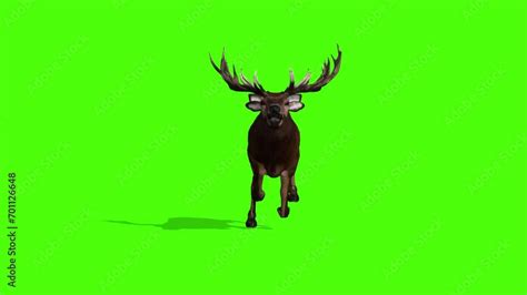 Vidéo Stock 3d Stag Fast Running Or Jumping On The Chroma Key Front