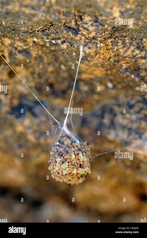 Suspended Spider Cocoon Goegap Nature Reserve Namaqualand South