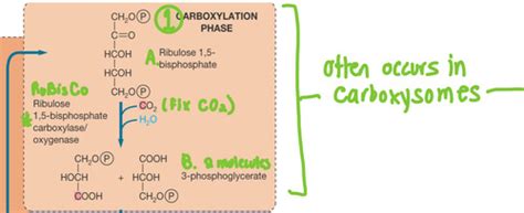 Ch 12 Anabolism The Use Of Energy In Biosynthesis Flashcards Quizlet