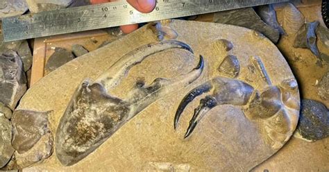 Worlds Oldest Largest Crab Fossil Claw Found In New Zealand