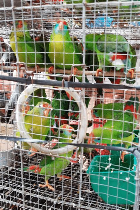 The Hanging Parrot Is The Most Poached And Illegally Traded Parrot In