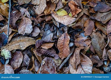 Autumn A Layer Of Leaves That Have Now Turned Yellow And Fallen To The
