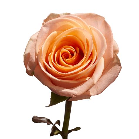 Two Dozen Peach Roses Beautiful Fresh Cut Flowers Express Delivery