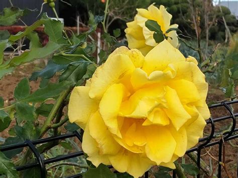 冬薔薇 isamuの写真俳句四季の森空間 楽天ブログ