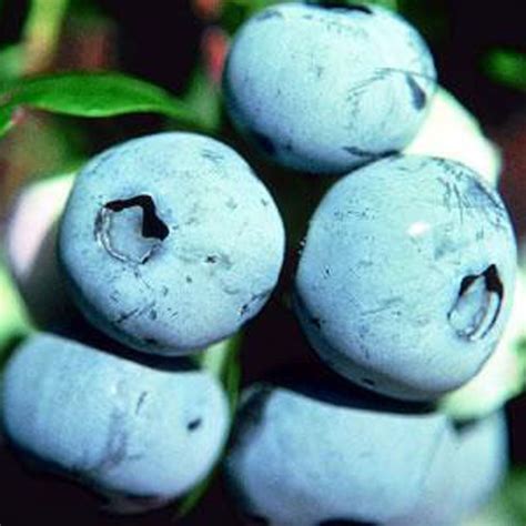 Jubilee Blueberry Plant For Sale Stark Bros