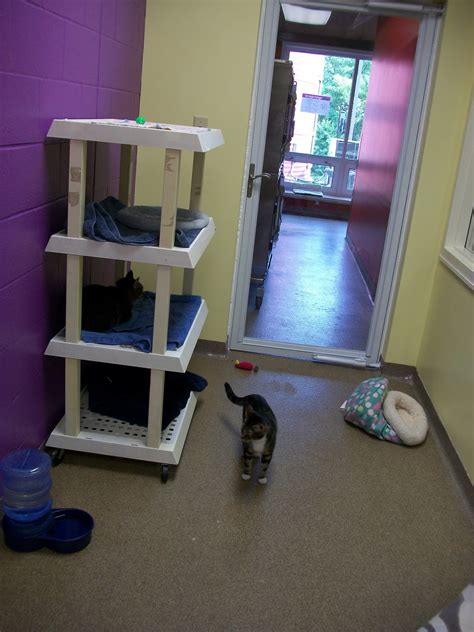 South Kansas City Observer Wayside Waifs Opens New Cat House Has Successful Adoptathon