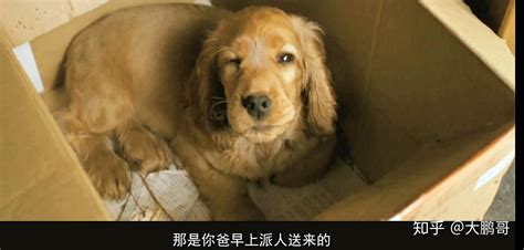 《狗十三》，我们终于变成了曾经我们最讨厌的人！ 知乎