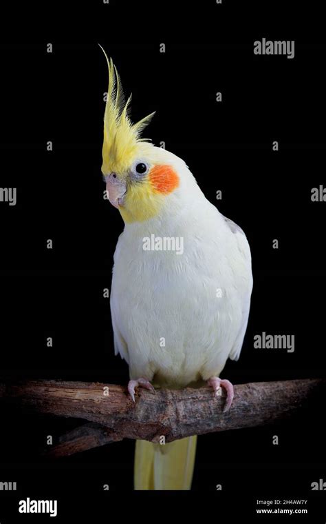 Male Cinnamon Pearl Cockatiel