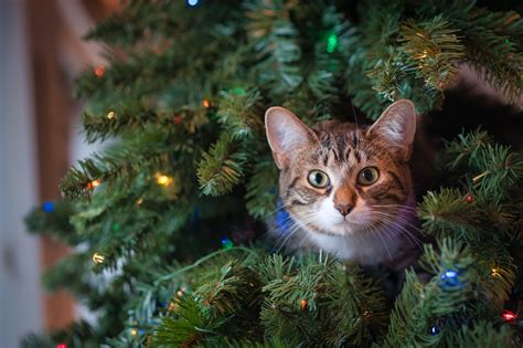 Por Qué Los Gatos Adoran Los árboles De Navidad Y Cómo Evitar Los Daños