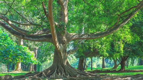 7 Reasons For Ficus Tree Leaf Drop And Ways To Fix It