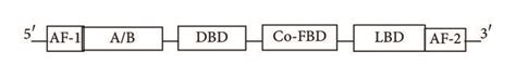 One Dimensional Structure Of The Different Binding Domains Of Ppars