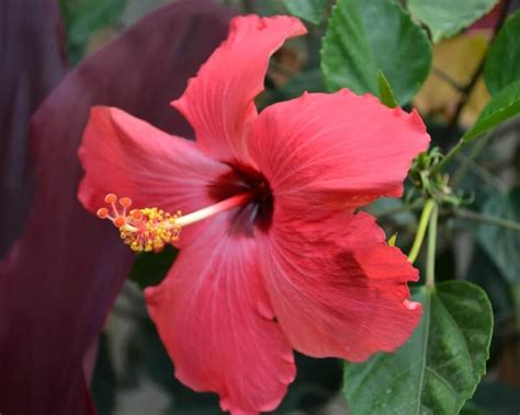 Fairview Garden Center Plant Nursery Raleigh Nc Garden Center Apex