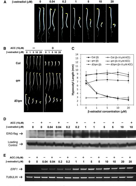 Figure 1 From Ethylene Induced Stabilization Of Ethylene Insensitive3