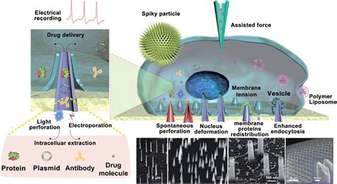 Illustration Of The Cellular Nanointerface Of Vertical Nanostructure Download Scientific