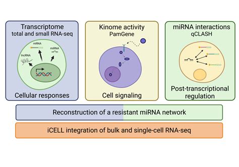 Interferon Gamma A Potential Key In Nras Mutated Melanoma Treatment