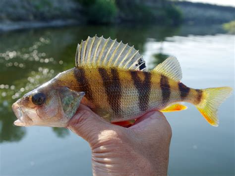 Freshwater Perch Fish