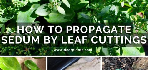 Cuttings Dear Plants