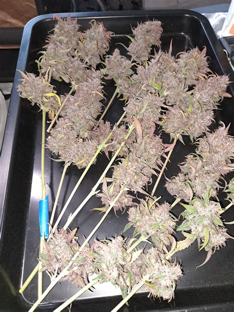 Gmo Freebie From Atlas Seeds Prettiest Buds Ive Grown Yet R