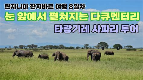 🇹🇿탄자니아 잔지바르여행기 5탄 ️ 타랑기레 국립공원 사파리투어 🐘🦒 마사이족스트롱맨 Eileens Trees Inn
