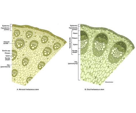 Botany Herbaceous Stem Cross Sections