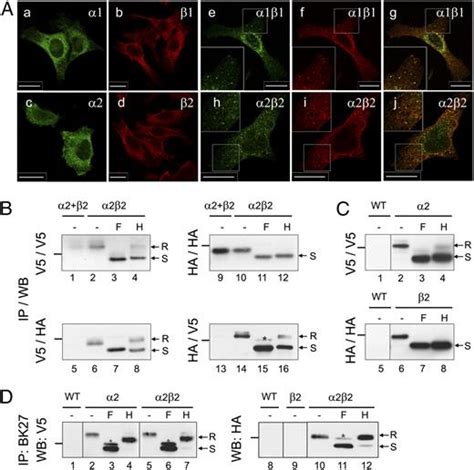 Hla Dqa2 And Hla Dqb2 Genes Are Specifically Expressed In Human