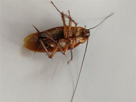 Dying Cockroach Stock Image Image Of Cockroach Killed 9843181