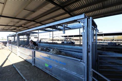 Sheep Bulk Handler Proway