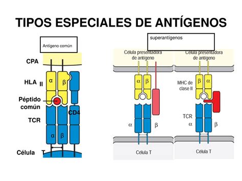 Ppt Reconocimiento De Antígenos Powerpoint Presentation Free