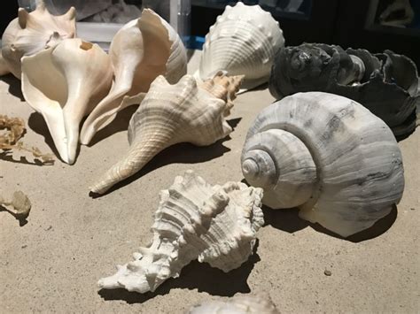 How Are Seashells Formed In Nature At Jonathan Baylee Blog