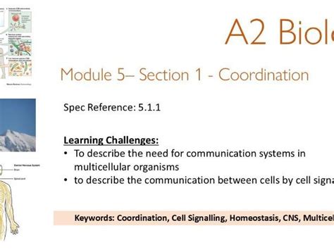 Ocr A Level Biology Muscles And Nervous System Teaching Resources