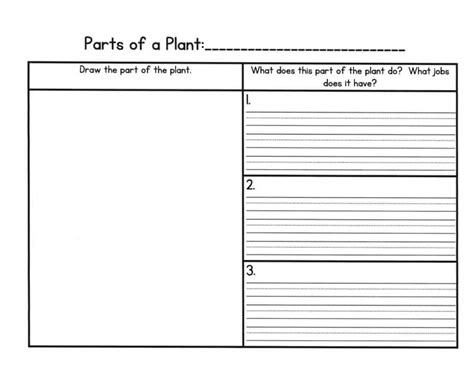 Plant Parts Supports Arc Unit 4 1st Grade By Lauren Rieley Tpt