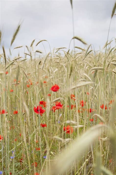 Red Wildflowers On The Field Wild Poppy Papaver Rhoeas Growing