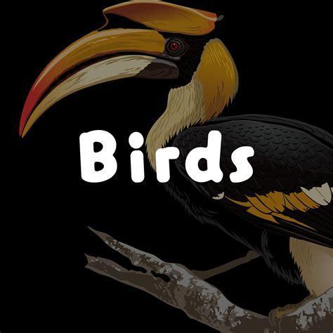 Birds Nut Insect Nature Design