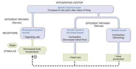 Phys Exam Flashcards Quizlet