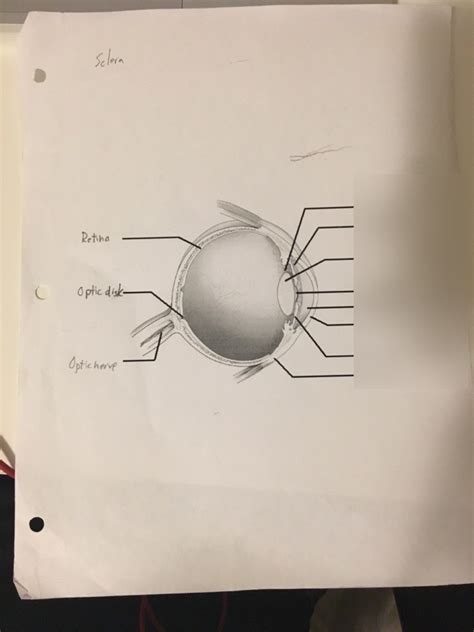 Eye Diagram Diagram Quizlet