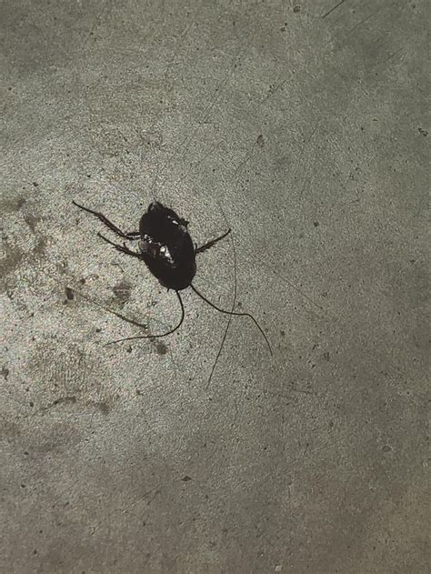 Found This In My Landry Room Dead It Looks Like A Roach But What Kind R Bugidentification